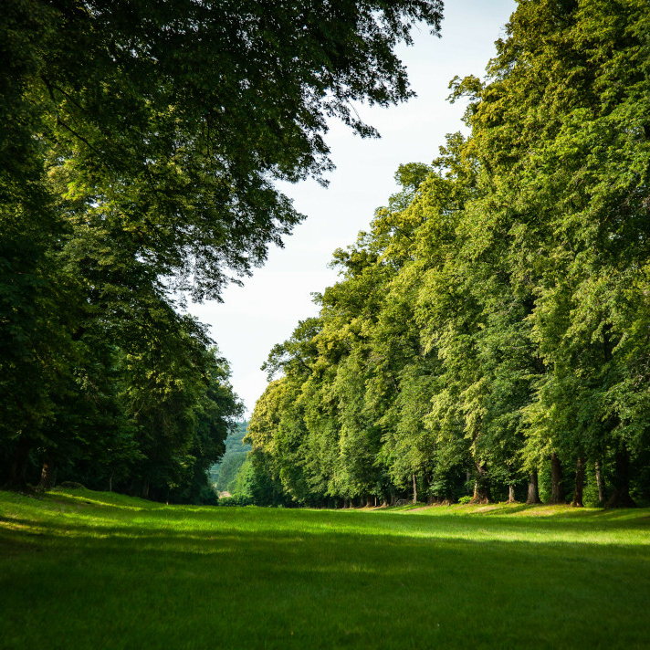 L’écrin de verdure de la Cité, un patrimoine naturel unique